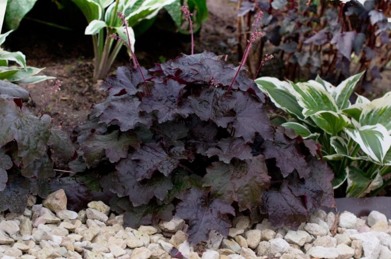 Our 37 Favourite Plants With Purple Leaves | Horticulture.co.uk