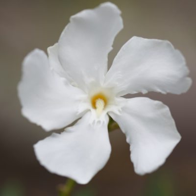 Nerium 'Oleander' - Only A Handful Of Cultivars Are Hardy Enough For ...