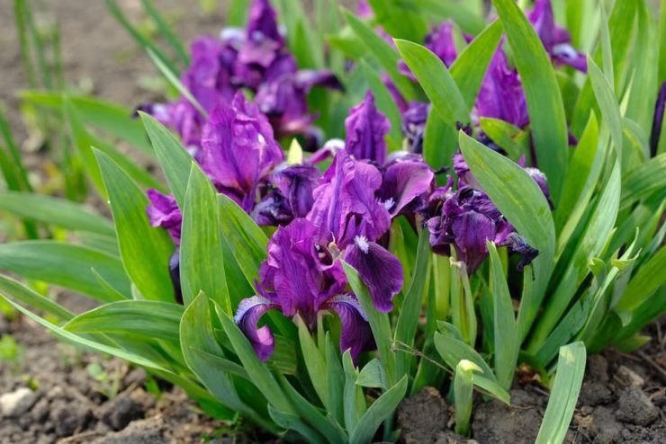 10 Fascinating Bearded Iris Varieties With Some Lovely Colour ...