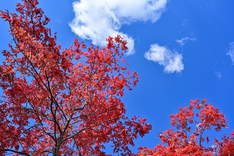 15 Beautiful Autumn Trees That Turn Red | Horticulture.co.uk