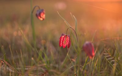 These 20 Native British Flowers Are The Favourites Of Horticulturists ...
