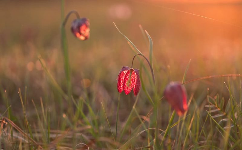 These 20 Native British Flowers Are The Favourites Of Horticulturists ...
