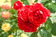 35 Red Rose Varieties For Your Garden | Horticulture.co.uk