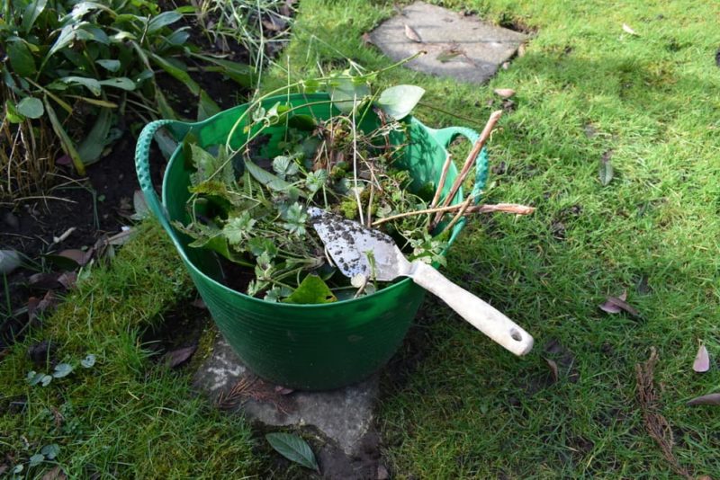 Weeding 101: Master Horticulturist Shares 4 Effective Techniques You ...