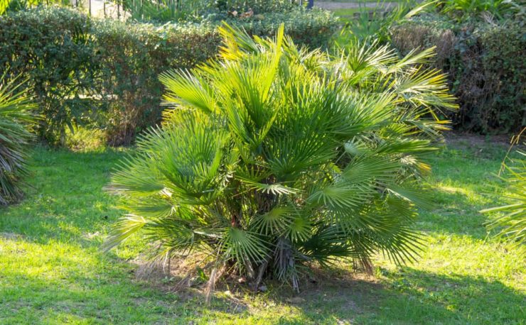 10 Hardy Palm Trees You Can Grow In The UK | Horticulture