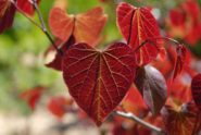 15 Beautiful Autumn Trees That Turn Red | Horticulture.co.uk
