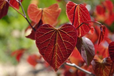 15 Beautiful Autumn Trees That Turn Red | Horticulture.co.uk