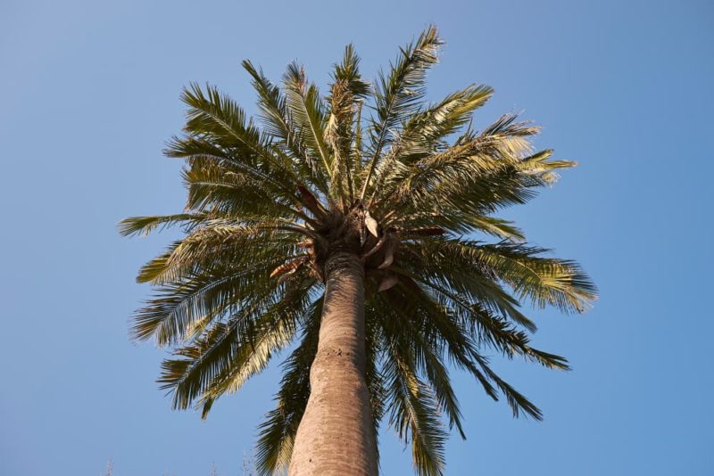 10 Hardy Palm Trees You Can Grow In The UK | Horticulture