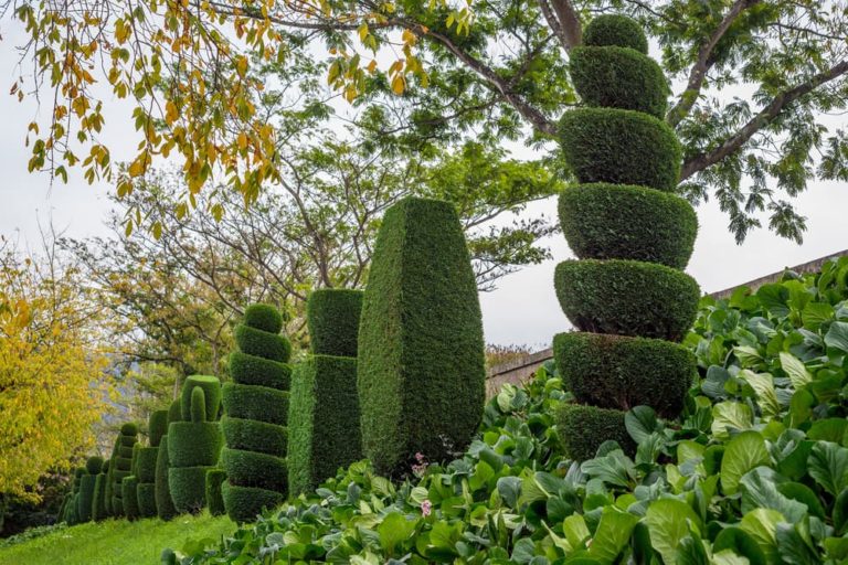 8 Expert-Approved Topiary Trees & Bushes For Amazing Garden Shapes ...