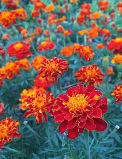 8 Lovely Marigold Varieties To Try: 'I Wouldn’t Want My Allotment To Be ...