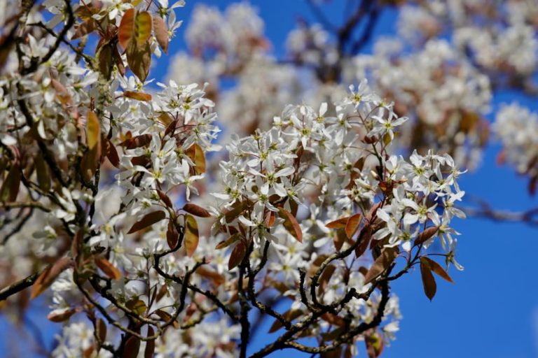 15 Beautiful Autumn Trees That Turn Red | Horticulture.co.uk