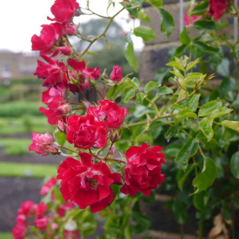 35 Red Rose Varieties For Your Garden | Horticulture.co.uk