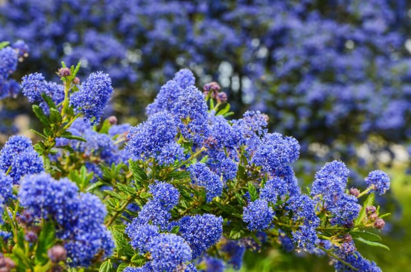 These 15 Shrubs That Flower In Summer Are Colin Skelly's Top Picks ...