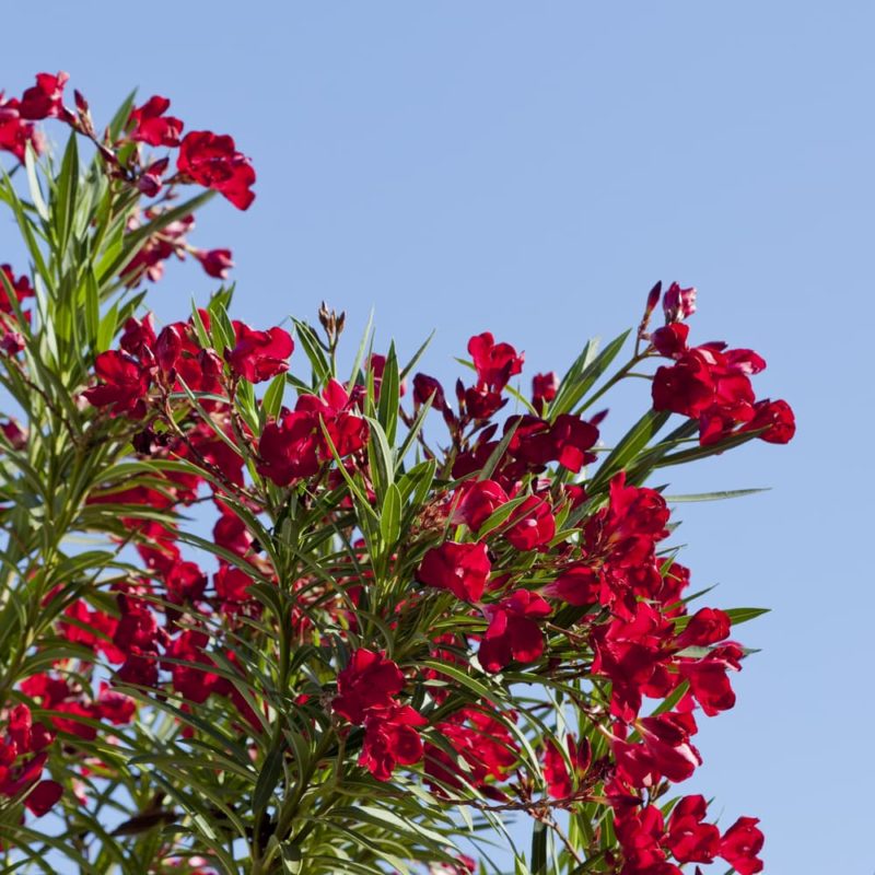 Nerium 'Oleander' Plant Care & Growing Tips | Horticulture.co.uk