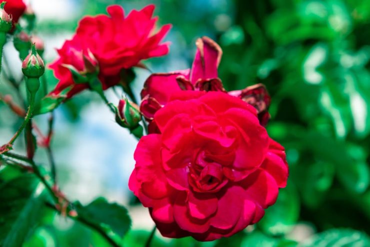 35 Red Rose Varieties For Your Garden | Horticulture.co.uk