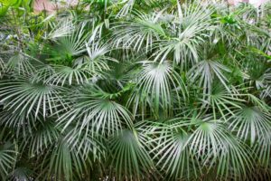 10 Hardy Palm Trees You Can Grow In The UK | Horticulture