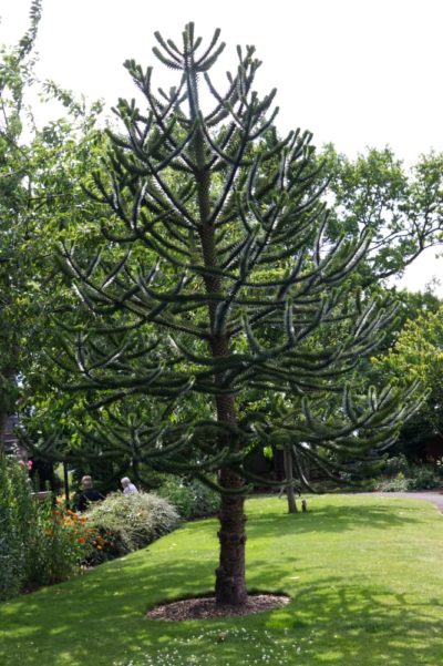 11 Types Of Coniferous Trees Commonly Grown | Horticulture