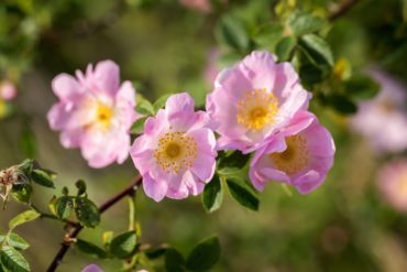 20 Native British Flowers That Are Popular To Grow | Horticulture
