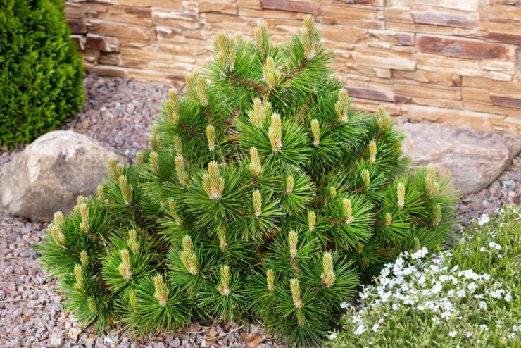 11 Types Of Coniferous Trees Commonly Grown | Horticulture
