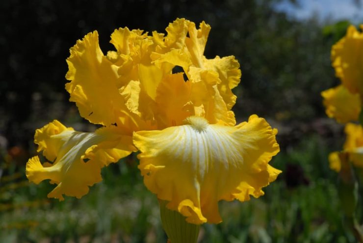 10 Fascinating Bearded Iris Varieties With Some Lovely Colour ...