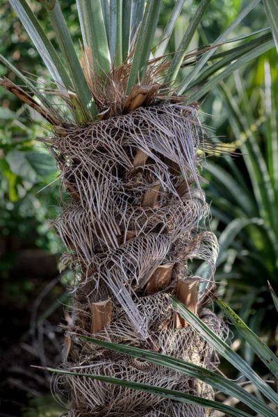 10 Hardy Palm Trees You Can Grow In The UK | Horticulture