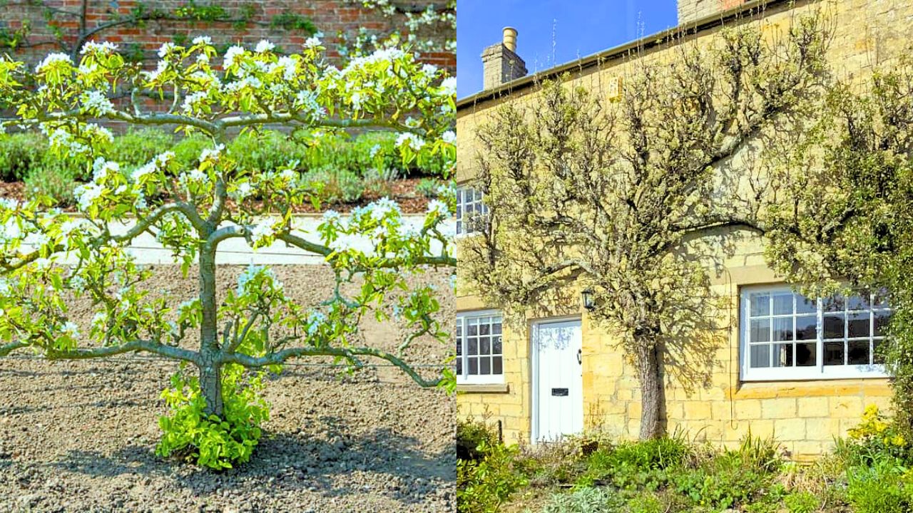 How To Create An Espalier Fruit Tree Screen | Horticulture.co.uk