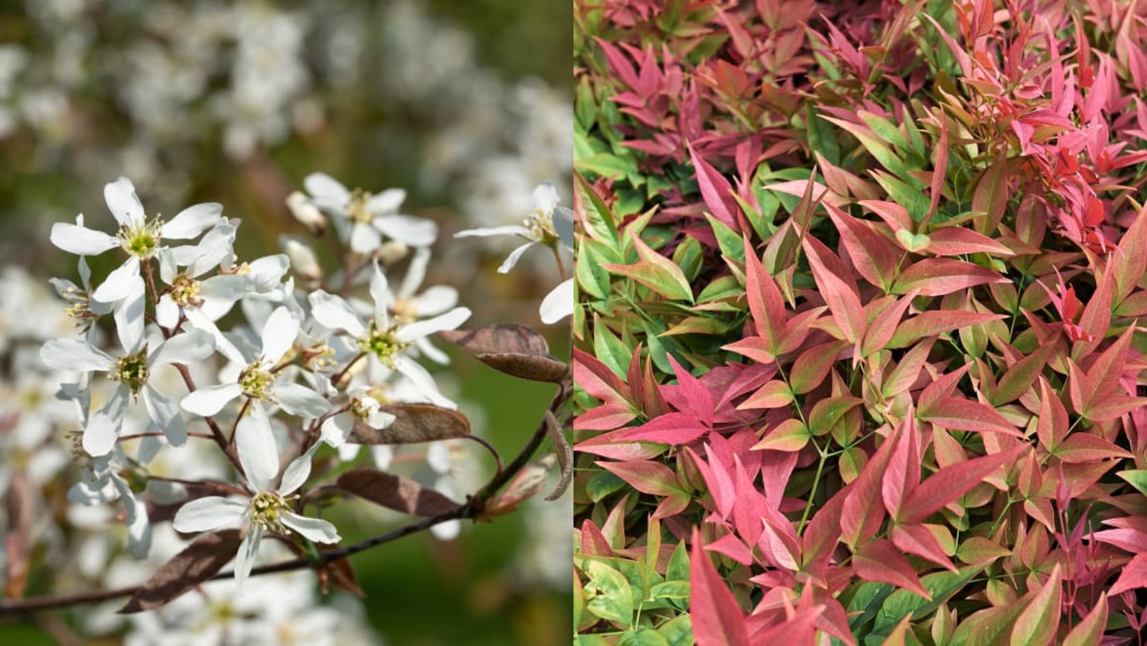 Here’s A Handful Of Plants That Lend Themselves To A Year-Round Display ...