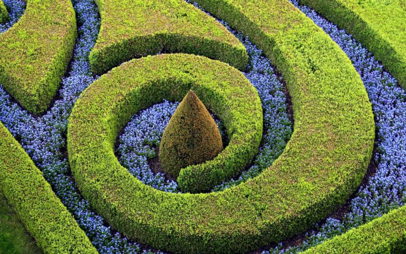 8 Expert-Approved Topiary Trees & Bushes For Amazing Garden Shapes ...