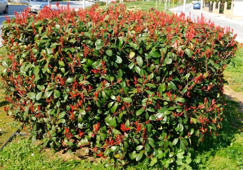 Photinia 'Red Robin' Care & Growing Tips | Horticulture.co.uk