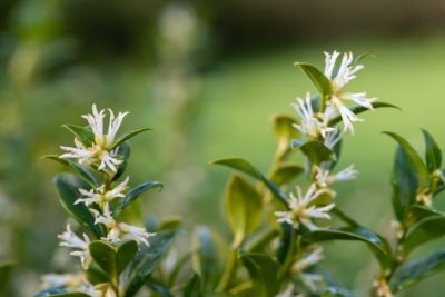 20 Early-Spring Flowering Plants | Horticulture.co.uk