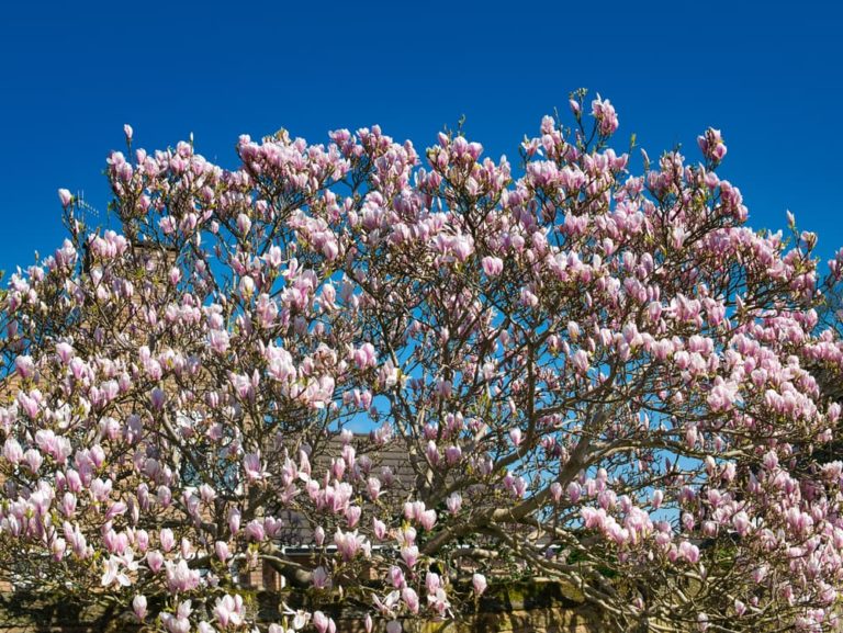 Flowering Magnolia Trees Are A Truly Beautiful Sight - Here's How To ...