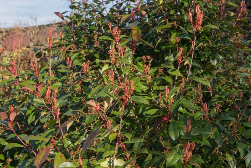 Photinia ‘Red Robin’ - How To Grow This Extremely Popular, Glossy ...