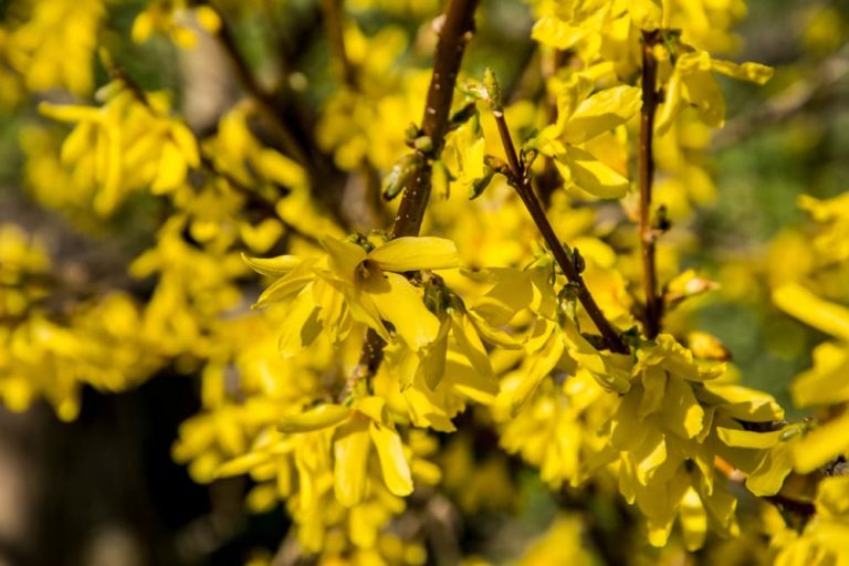 20 Early-Spring Flowering Plants | Horticulture.co.uk