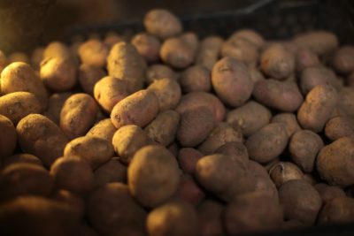 Permaculture Gardener's 4 Potato Storage Methods That Keep Them Fresh ...
