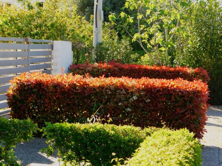 Photinia 'Red Robin' Care & Growing Tips | Horticulture.co.uk