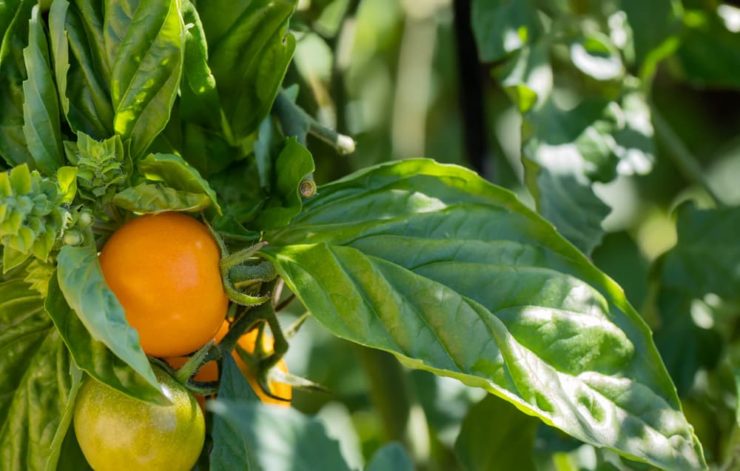 Sungold Tomatoes Were First Introduced In The 1990's - They Have Their ...