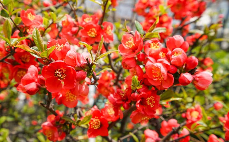 20 Early-Spring Flowering Plants | Horticulture.co.uk