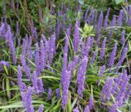 76 Ericaceous Plants For Acidic Garden Soil | Horticulture.co.uk