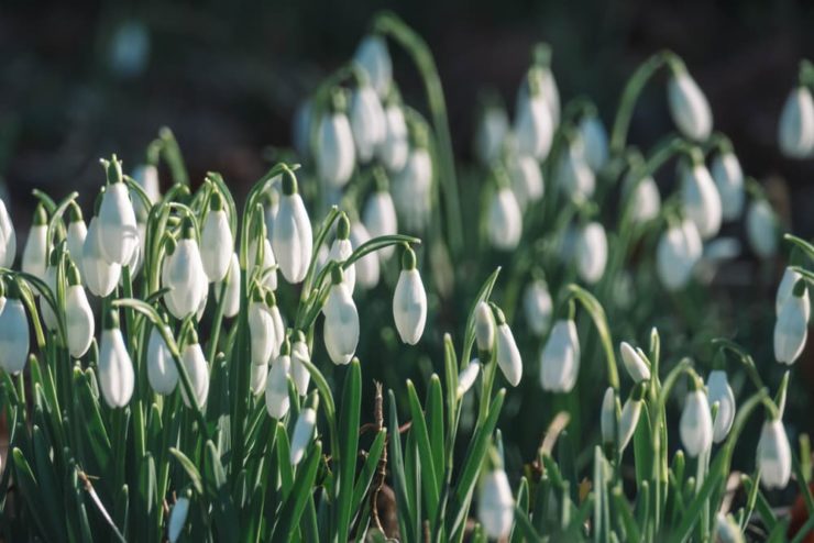 20 Early Spring Flowering Plants Featuring Our April Visit To RHS ...