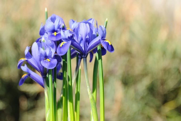 20 Early-Spring Flowering Plants | Horticulture.co.uk