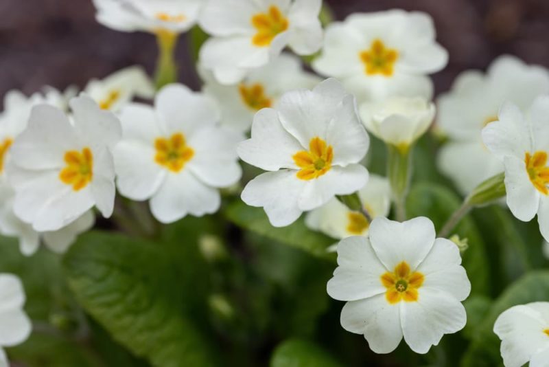 8 Early-Spring Flowering Plants | Horticulture.co.uk