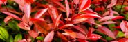 Photinia 'Red Robin' Care & Growing Tips | Horticulture.co.uk