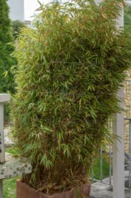 Restrict Their Spread And Grow Bamboo In Pots To Manage Any ...
