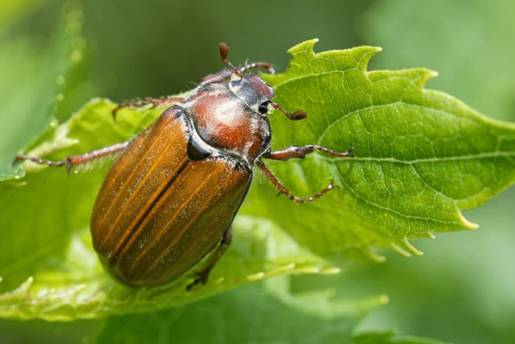 How To Get Rid Of May Bugs | Horticulture.co.uk