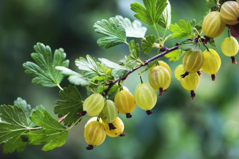 Harvesting Gooseberries: How To Know When They're Ripe And Ready To ...