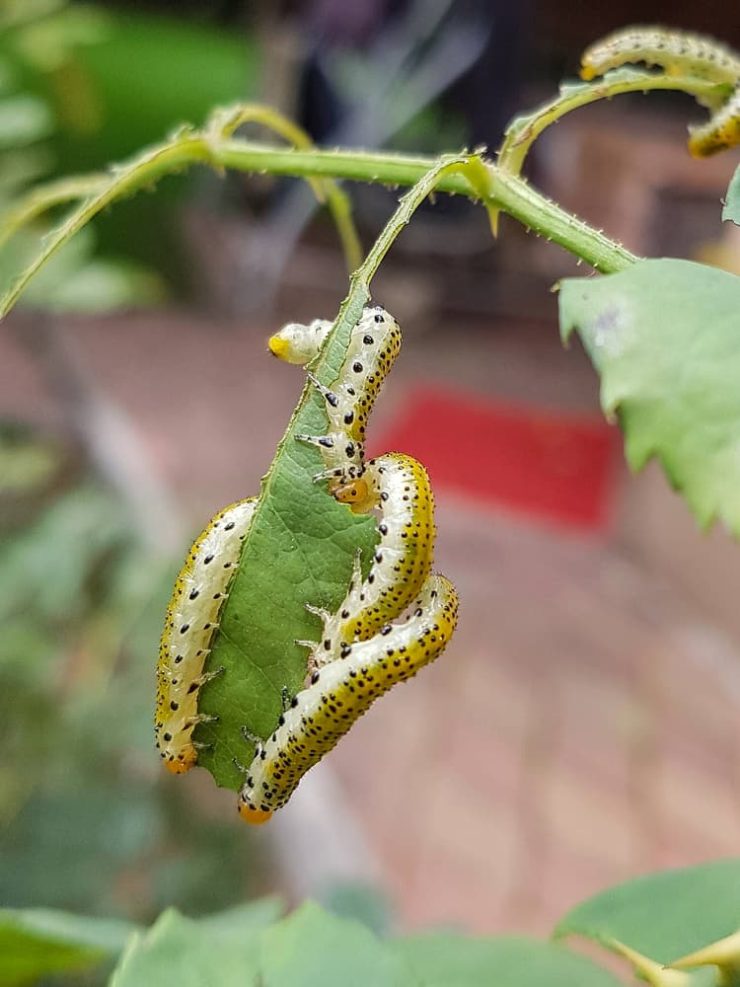 Caterpillars On Your Roses? How To Deal With Rose Sawfly