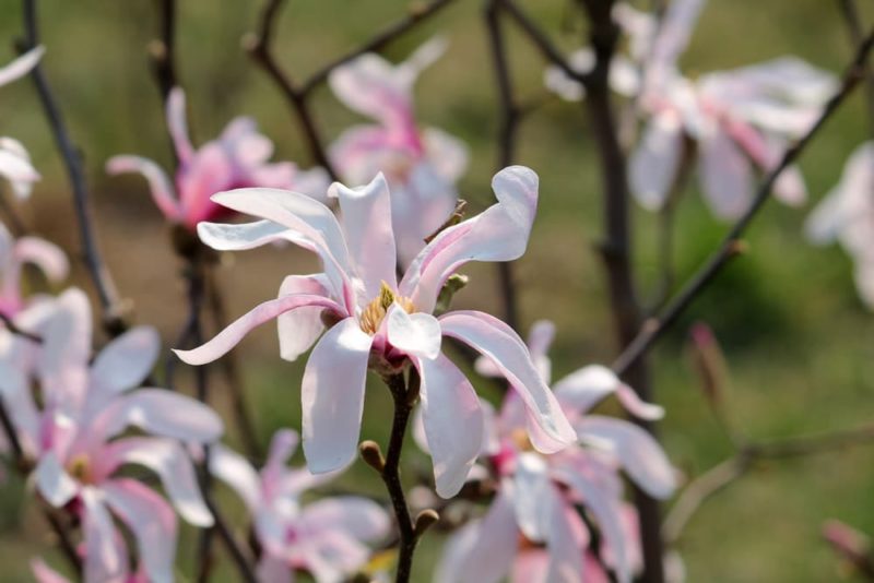 Why Growing Magnolias In Pots Allows You To Easily Meet Their pH ...