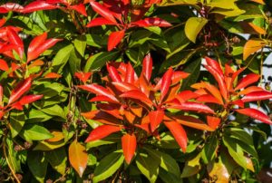 Pieris Can Be Left Alone, But Follow These Steps If You Decide To Prune ...