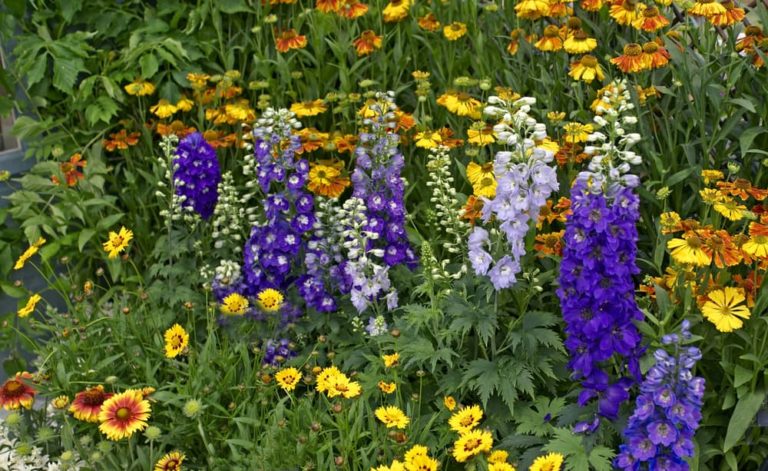 Beware Delphiniums Sensitive Root Systems Before Growing In Pots Says ...