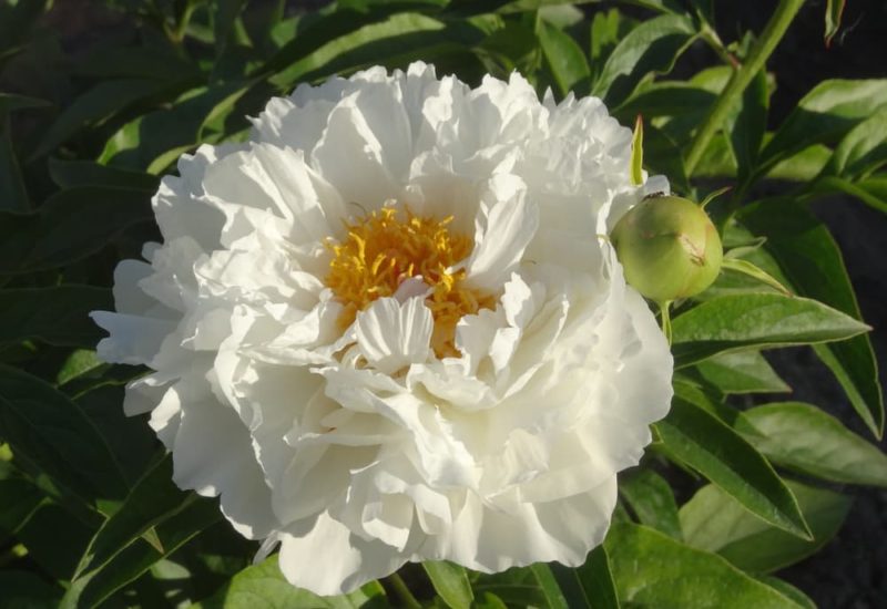 Potted Peonies - 'Provide Plenty Of Space For Their Growth' Says Carol ...